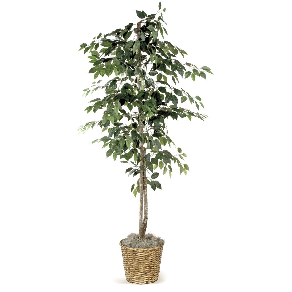 Palm Tree – A to Z Party Rental